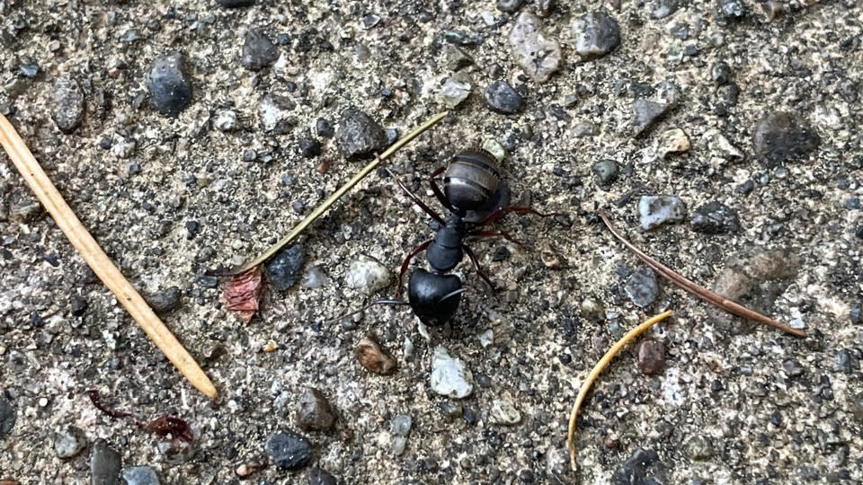 Ants in the Lighthouse - Lind Pest Control & Inspection Services, Inc.